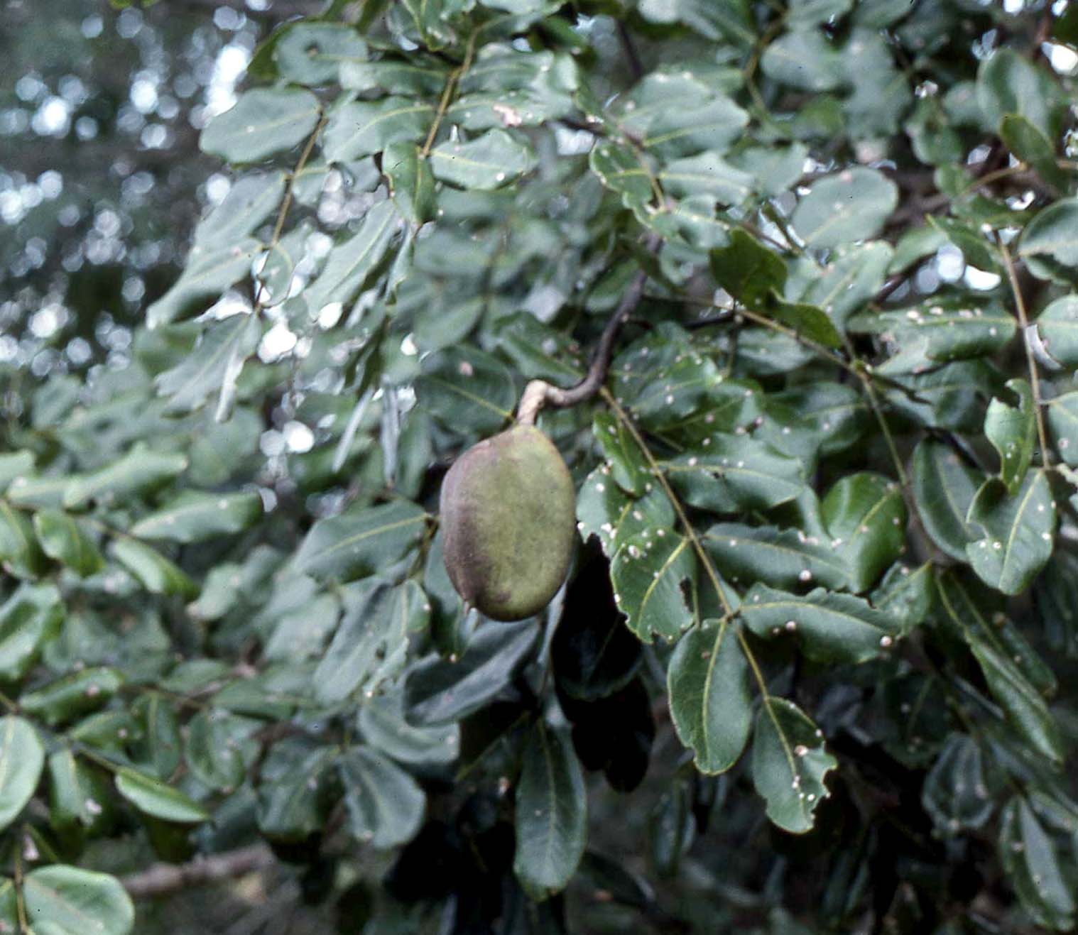African Doussie wood floors and furniture Made in Italy - CADORIN