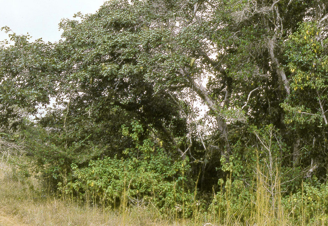 African Doussie wood floors and furniture Made in Italy - CADORIN