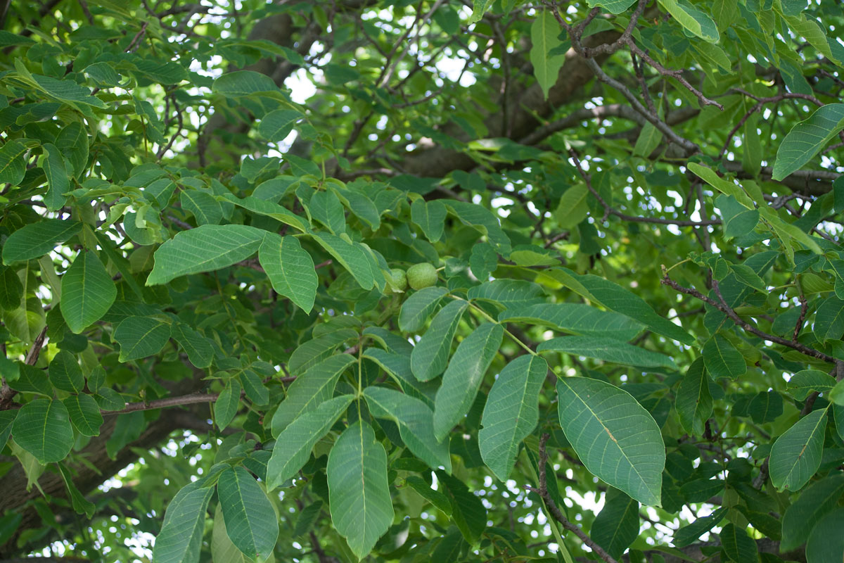 European Walnut wood floors and furniture - CADORIN