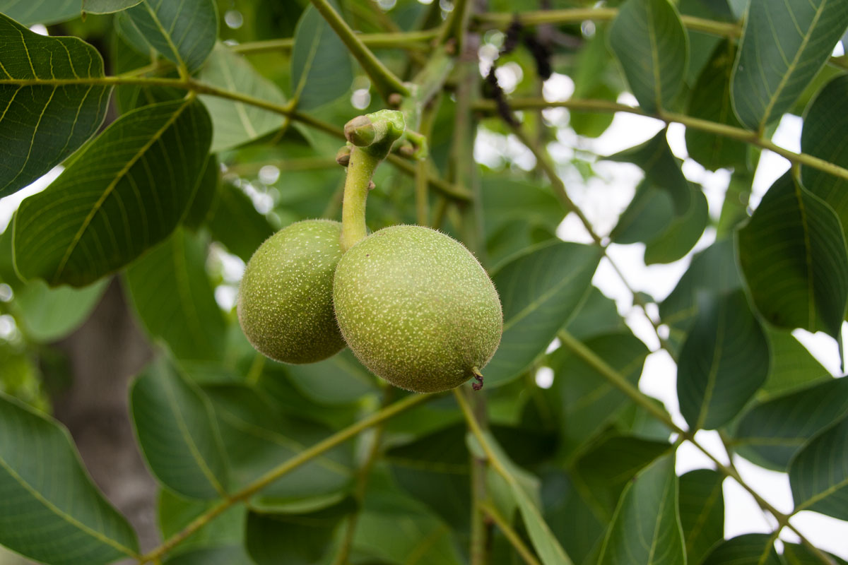 European Walnut wood floors and furniture - CADORIN