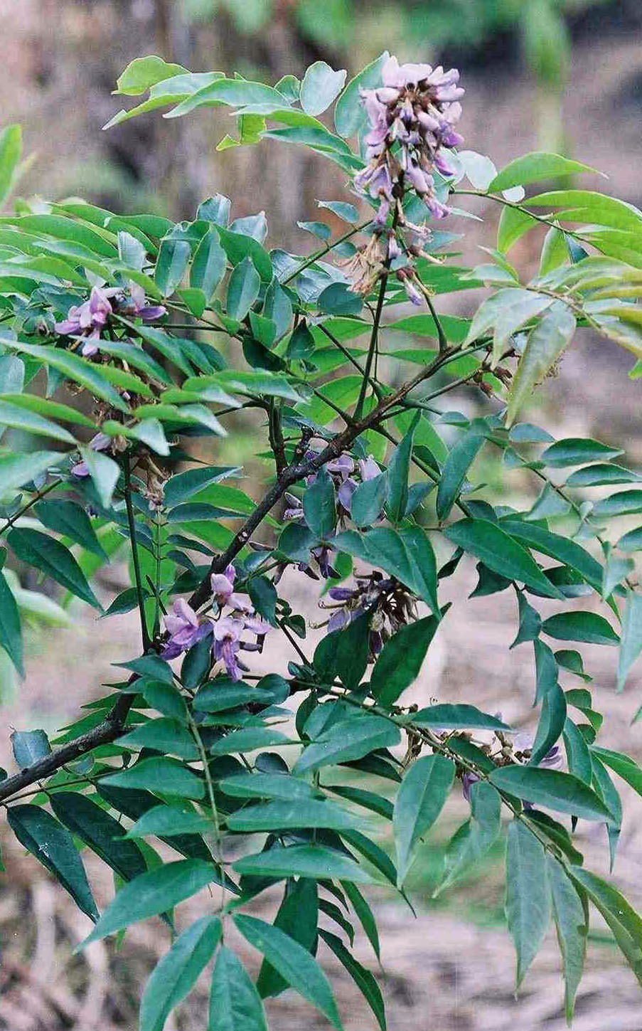 African Wenge wood floors and furniture - CADORIN