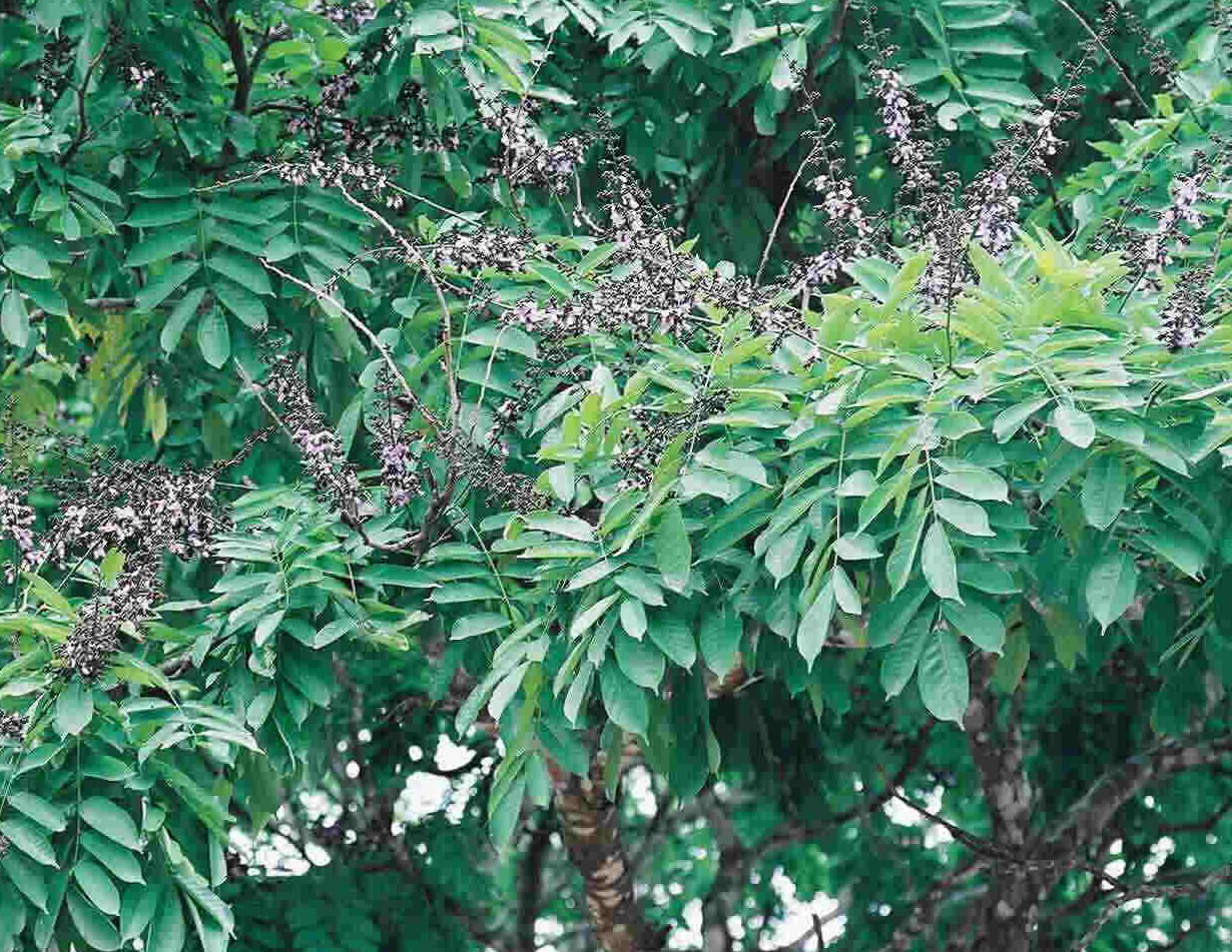 African Wenge wood floors and furniture - CADORIN