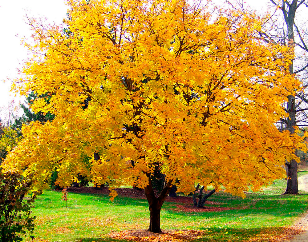 Hard Maple wood floors and furniture Made in Italy - CADORIN