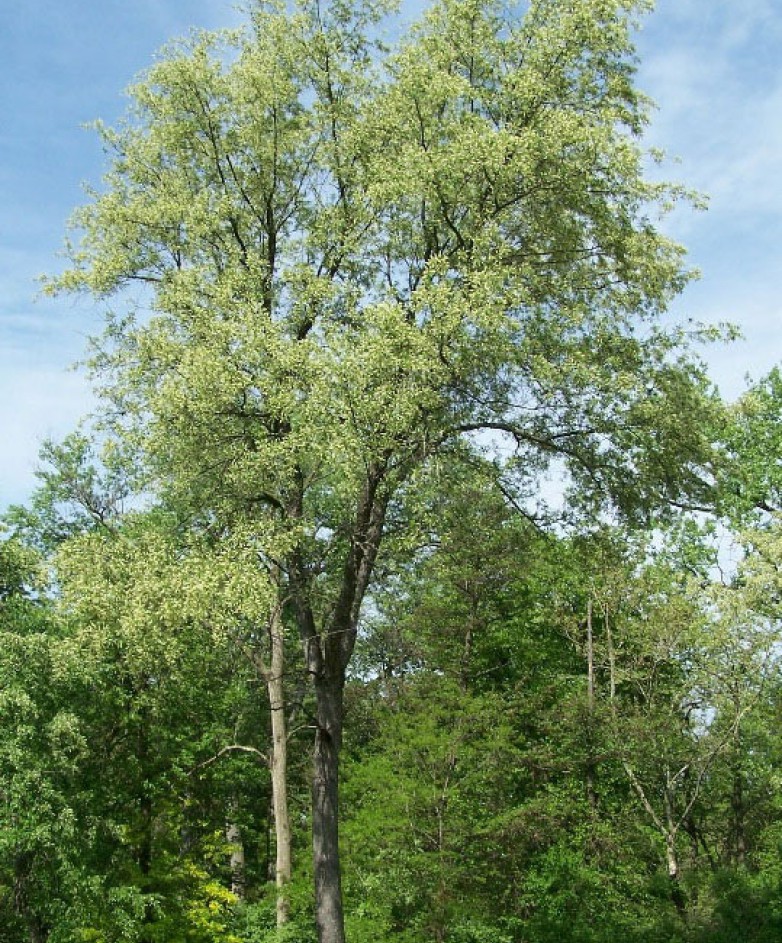 American Cherry wood floors and furniture Made in Italy - CADORIN